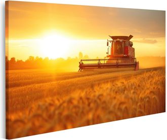 Islandburner Bild auf Leinwand Mähdrescher erntet Weizenfeld bei Sonnenuntergang Traktor Bilder Wandbilder Poster