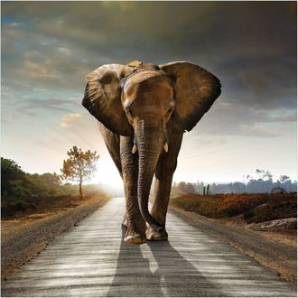 Wallario Glasbild Elefant bei Sonnenaufgang in Afrika - 30 x 30 cm Wandbilder Glas in Premium-Qualit&auml;t: Brillante Farben, freischwebende Optik