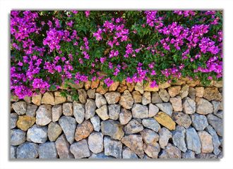 Wallario selbstklebendes Poster - Mauer mit pinken Bl&uuml;ten, Aufkleber in Premiumqualit&auml;t, Klebefolie Gr&ouml;&szlig;e: 70 x 100 cm (Riesenposter)