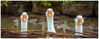 Wallario Glasbild Neugierige G&auml;nse am Zaun - 50 x 125 cm Wandbilder Glas in Premium-Qualit&auml;t: Brillante Farben, freischwebende Optik