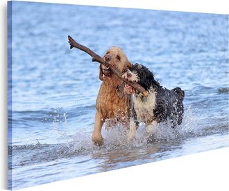 Islandburner Leinwandbild Hund Teamwork Apportieren Zwei Hunde Team Up Zu Apportieren Strand Lau - Leinwand 100x57cm