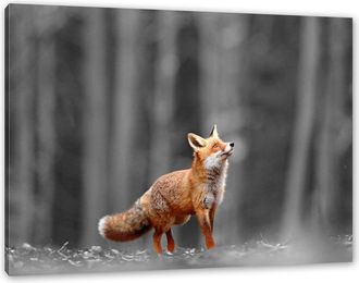 Pixxprint Neugieriger Fuchs im Herbstwald B&W Detail, Größe: 80x60cm, Leinwandbild, fertig gespannt, Wandbild, Dekoration, Kunstdruck, kein Poster