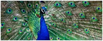 Wallario Glasbild Farbenpr&auml;chtiger Pfau - 50 x 125 cm Wandbilder Glas in Premium-Qualit&auml;t: Brillante Farben, freischwebende Optik