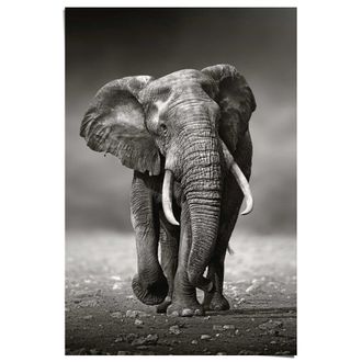 Reinders Poster, Elefant, Wohnzimmer, Poster, Wanddeko, Room Decor, 150 gr. gl&auml;nzend Bilderdruckpapier, Schwarz, 91,5 x 61cm
