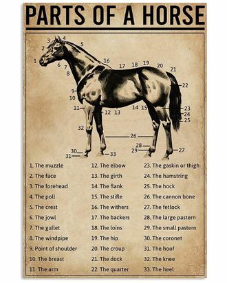 Generic Ara Step Types Of Art Poster Prints 2 (Parts Of A Horse, 297 x 420 mm)