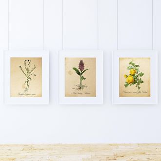 Nacnic Pack von Sense. Plakate mit Bilder Botanical. Home Decor. Blatt f?r Einrahmung Papier 250?Gramm hohe Qualit?t