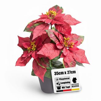 Botanic-Haus künstliche Poinsettia (Weihnachtsstern) rot-grün mit 3 Blüten im schwarzen Kunststofftopf, Höhe ca. 35 cm - die Kunstblume Poinsettie sorgt zwischen W