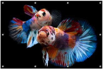 Wallario Outdoor-Poster f&uuml;r Garten oder Balkon Tanz unter Wasser, Motivbanner Gr&ouml;&szlig;e: ca. 100 x 150 cm, Outdoor-Bild