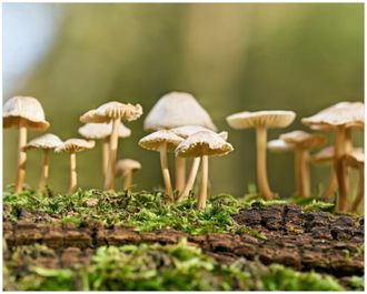 Wallario Poster - Pilze auf Baumstamm in Premiumqualit&auml;t, Gr&ouml;&szlig;e: 40 x 50 cm