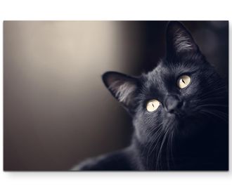 Paul Sinus Art Leinwandbilder | Bilder Leinwand 120x80cm schwarze Katze - Portrait