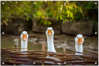 Wallario Outdoor-Poster f&uuml;r Garten oder Balkon Neugierige G&auml;nse am Zaun, Motivbanner Gr&ouml;&szlig;e: ca. 80 x 120 cm, Outdoor-Bild