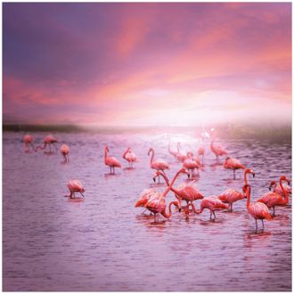Wallario Glasbild Rosa Flamingos bei Sonnenuntergang - 30 x 30 cm Wandbilder Glas in Premium-Qualität: Brillante Farben, freischwebende Optik