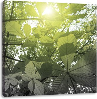 Pixxprint Grüne Kastanienblätter, Größe: 60x60, Leinwandbild Quadratisch, Wandbild, Kunstdruck, fertig bespannt