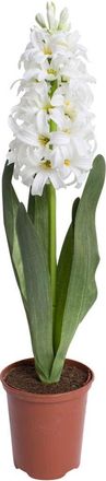 Botanic-Haus künstliche Frühlingsblume Hyazinthe groß mit Blättern im braunen Kunststofftopf (Creme-weiß)