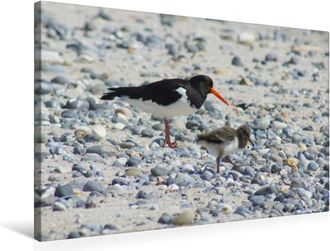 Calvendo Premium Textil-Leinwand 75 x 50 cm Quer-Format Austernfischer mit K&uuml;ken | Wandbild, HD-Bild auf Keilrahmen, Fertigbild auf hochwertigem Vlies, Leinwan