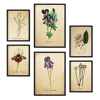 Nacnic Ensemble de 6 affiches de fleurs vintage. Collection de plaques avec collage esth&eacute;tique pour la d&eacute;coration dint&eacute;rieur. Tailles A3 et A4. Avec cadre no