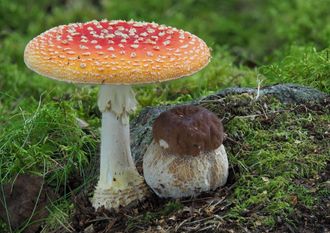 Calvendo Poster 59,4 x 42,0 cm Querformat Fliegenpilz und Steinpilz| Bilder, Kunstdruck, Wandbild, Wanddeko, Prints ohne Rahmen