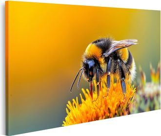 Islandburner Bild auf Leinwand Hummel Auf Blume Bei Sonnenschein Bilder Wandbilder Poster