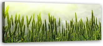 Feeby Vlies Leinwandbild Ähre Feld Getreide 150x50 cm Wanddeko Design Kunstdruck Zimmerdeko Bilderwand Sonnenstrahlen Himmel Natur Grün
