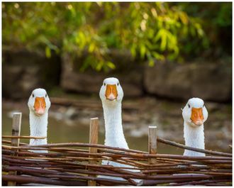 Wallario Poster - Neugierige G&auml;nse am Zaun in Premiumqualit&auml;t, Gr&ouml;&szlig;e: 40 x 50 cm