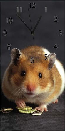 Wallario Design-Wanduhr, Acrylglasuhr Gr&ouml;&szlig;e 30 x 60 cm, Schwarze Zeiger, Motiv Putziger Hamster mit N&uuml;ssen zwischen den Pfoten