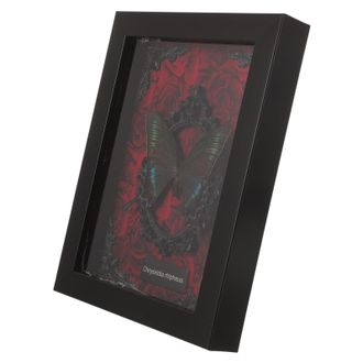 Holibanna Schmetterlingspr&auml;parat Gerahmt Vintage Schmetterlingsrahmen mit Echtem Insekt Dekorativer Bilderrahmen f&uuml;r Wohn und B&uuml;rodekoration