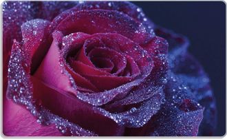 Wallario Fr&uuml;hst&uuml;cksbrettchen aus Glas, Glasunterlage, Glasbrettchen Rote Rosenbl&uuml;te im Regen, Gr&ouml;&szlig;e 14 x 23 cm, Sicherheitsglas