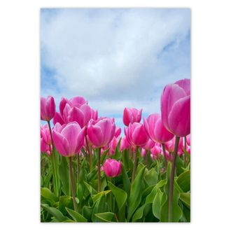 Generic Foto-Poster, Wanddekoration, Tulpenmotiv, 70 x 100 cm, Blumen Nr. H7861M_PL1AB
