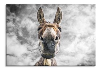 Pixxprint Glasbild, Wandbild aus Echtglas, Lustiger Esel, 80x60 cm, inkl. Aufh&auml;ngung und Abstandshalter