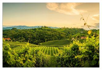 Wallario selbstklebendes Poster - Abendlicht &uuml;ber Weinbergen, Aufkleber in Premiumqualit&auml;t, Klebefolie Gr&ouml;&szlig;e: 61 x 91,5 cm (Maxiposter)