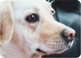 Fabulous Tischset mit Unterseite aus Kork, Nahaufnahme eines Hundes, Labrador, wei&szlig;, Tierleben, gro&szlig;, 39,5 x 28,5 cm