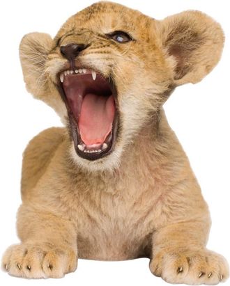 1art1 Raubkatzen Löwen-Baby, Vorsicht Vor Dem Bisschen Löwe Wand-Tattoo | Deko Wandaufkleber für Wohnzimmer Kinderzimmer Küche Bad Flur | Wandsticker für Tü