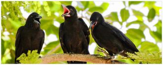 Wallario Glasbild Kr&auml;hen im Gespr&auml;ch - 50 x 125 cm Wandbilder Glas in Premium-Qualit&auml;t: Brillante Farben, freischwebende Optik