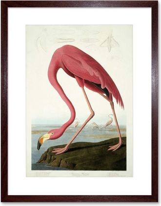 Wee Blue Coo Audubon American Flamingo Framed Art Print B12X5244
