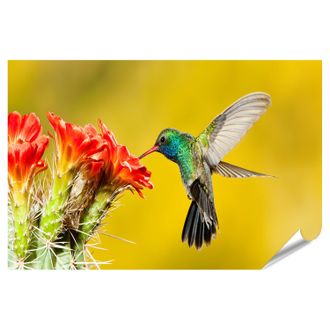 Islandburner XXL Bild Poster Kolibri An Kaktusblume Vor Gelbem Hintergrund Premium Bilder Fotodruck