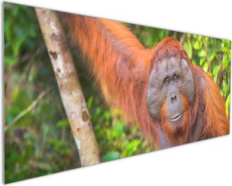 Wallario K&uuml;chenr&uuml;ckwand aus Glas 125 x 50 cm, Motiv: Orang-Utan im Regenwald | Spritzschutz abwischbar & pflegeleicht