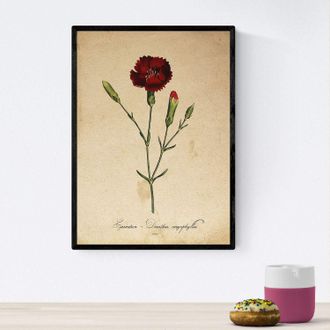 Nacnic Poster von Blumen mit Vintage Hintergrund - Nelke. Klassische Inneneinrichtung mit botanischen Illustrationen. A4 mit Rahmen