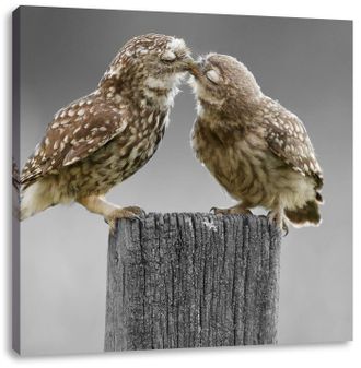 Pixxprint Küssende Eulen B&W Detail, Größe: 60x60, Leinwandbild Quadratisch, Wandbild, Kunstdruck, fertig bespannt