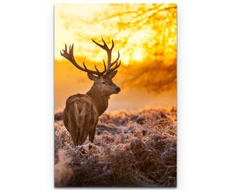 Paul Sinus Art Leinwandbilder | Bilder Leinwand 90x60cm Hirsch im Morgenlicht