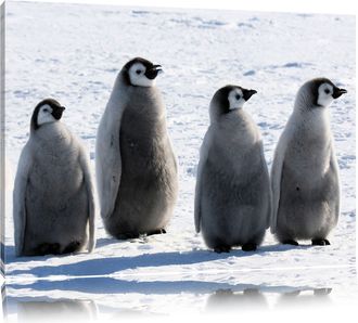 Pixxprint vier Kaiserpinguinküken, Größe: 100x70cm, Leinwandbild, fertig gespannt, Wandbild, Dekoration, Kunstdruck, kein Poster
