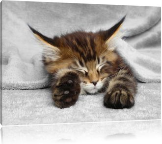 Pixxprint schlafende Katze mit großen Ohren B&W, Größe: 100x70cm, Leinwandbild, fertig gespannt, Wandbild, Dekoration, Kunstdruck, kein Poster