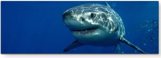Paul Sinus Art Leinwandbilder | Bilder Leinwand 150x50cm großer weißer Hai - Nahaufnahme