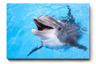 Paul Sinus Art Sinus Art Wandbild 60x40cm Freundlicher Delfin in klarem Wasser - ein lebendiges und positives Motiv