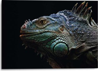 Reinders Alu-Dibond, Leguan, Wohnzimmer, Deco Panel, Wanddeko, Poster, Aluminium, Schwarz, 50 x 70