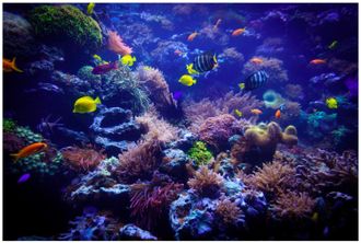 Wallario K&uuml;chenr&uuml;ckwand aus Glas 90 x 60 cm, Motiv: Farbenwelt unter Wasser | Spritzschutz abwischbar & pflegeleicht