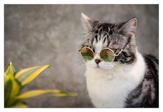 Wallario selbstklebendes Poster - Katze mit Stil, Aufkleber in Premiumqualit&auml;t, Klebefolie Gr&ouml;&szlig;e: 61 x 91,5 cm (Maxiposter)