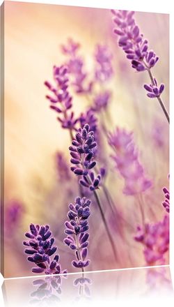Pixxprint Lavendel, Größe: 100x70cm, Leinwandbild, fertig gespannt, Wandbild, Dekoration, Kunstdruck, kein Poster
