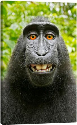 Posterlounge Monkey Selfie I Leinwandbild von David Slater 20 x 30 cm Wandbilder Wanddeko