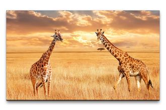 Paul Sinus Art Bilder XXL Giraffen in der Savanne 120x70cm Wandbild auf Leinwand